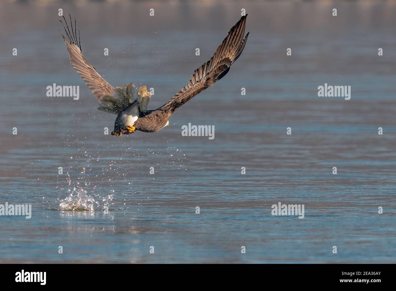 American bald eagle swooping down to grab a fish in conowingo dam Stock ...