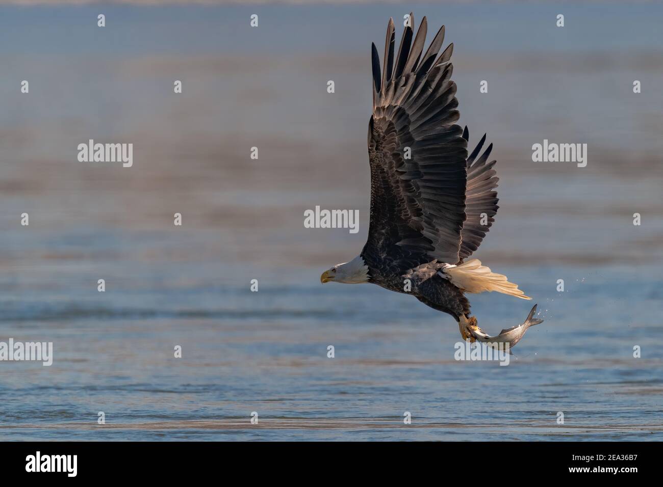 American bald eagle swooping down to grab a fish in conowingo dam Stock ...