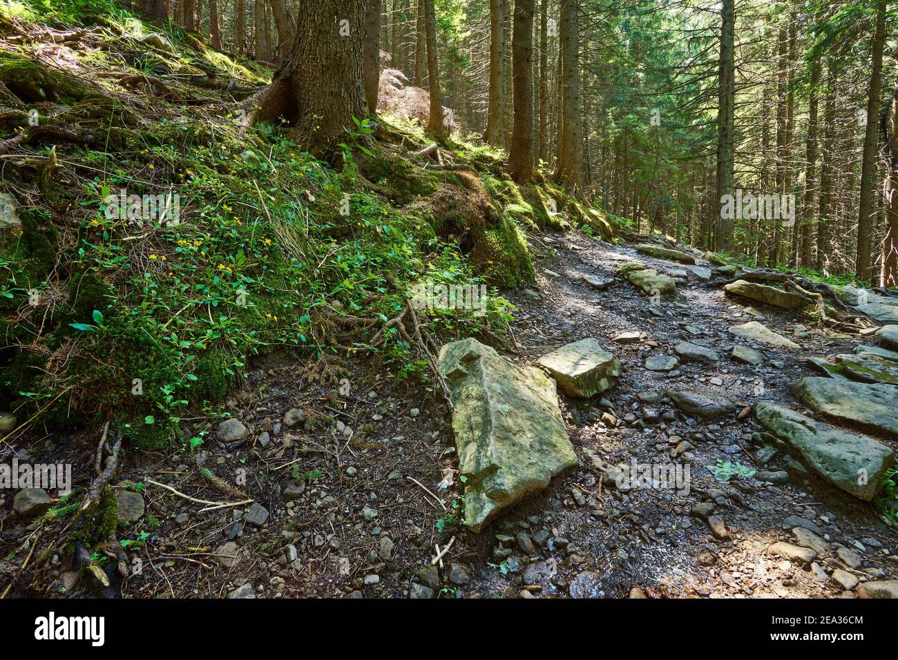 Eco-tourism rocky trail trough summer forest Stock Photo - Alamy