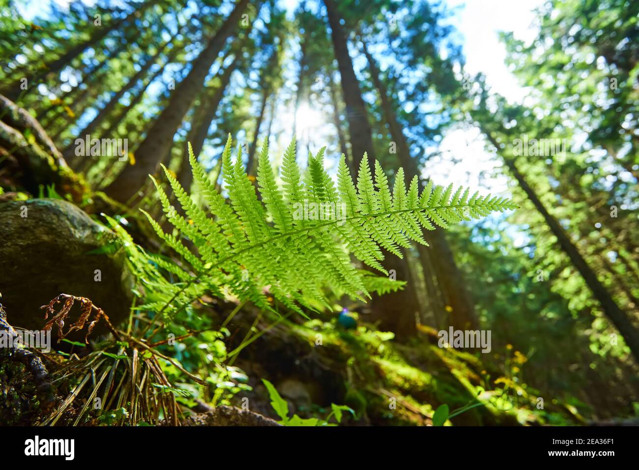 A detailed shot of a beautiful fern leaf illuminated by sunbeams ...