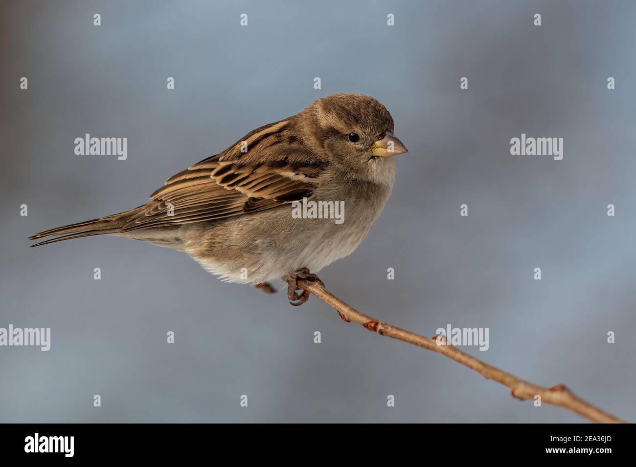 American tree sparrow perched nicely on a branch Stock Photo - Alamy