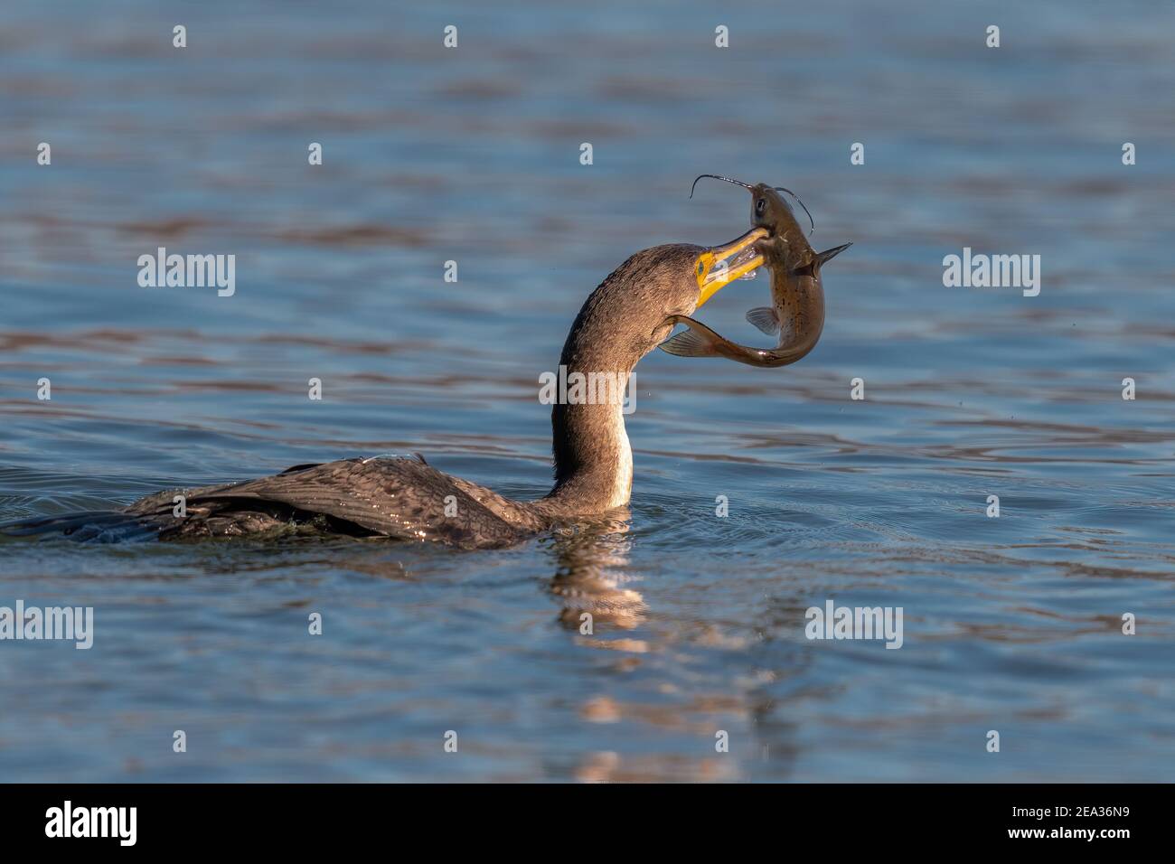 Close double crested cormorant hi-res stock photography and images - Alamy