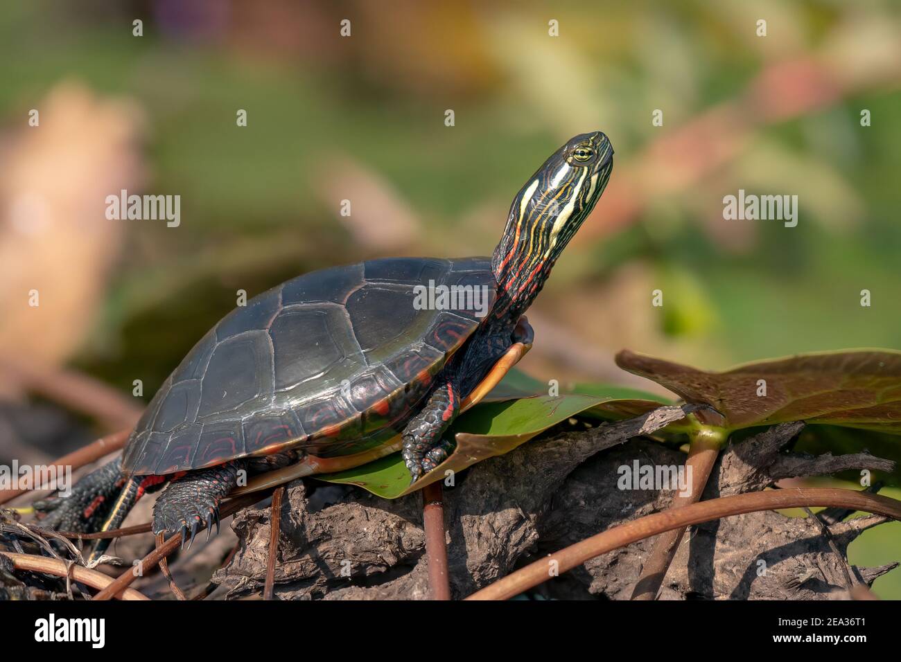 Midland painted turtle hi-res stock photography and images - Alamy
