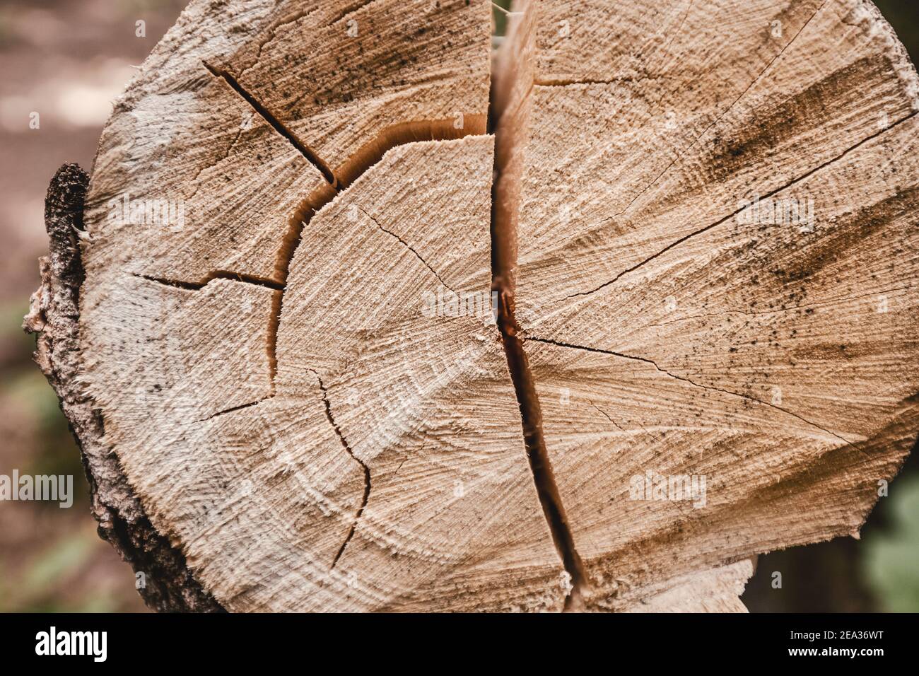 Detail view of cut down tree trunks in the forest service. Concentric ...