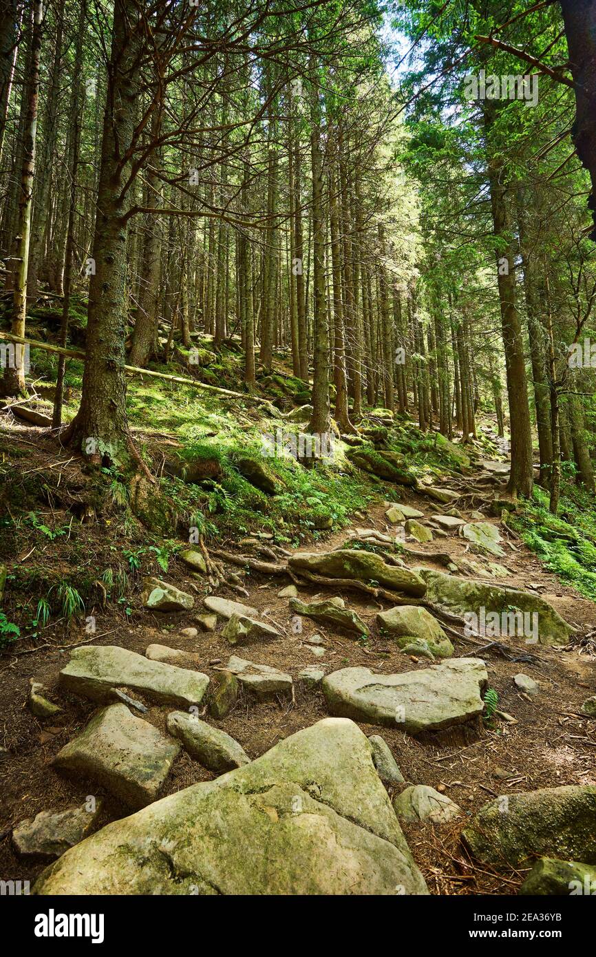 Eco-tourism rocky trail trough summer forest Stock Photo - Alamy