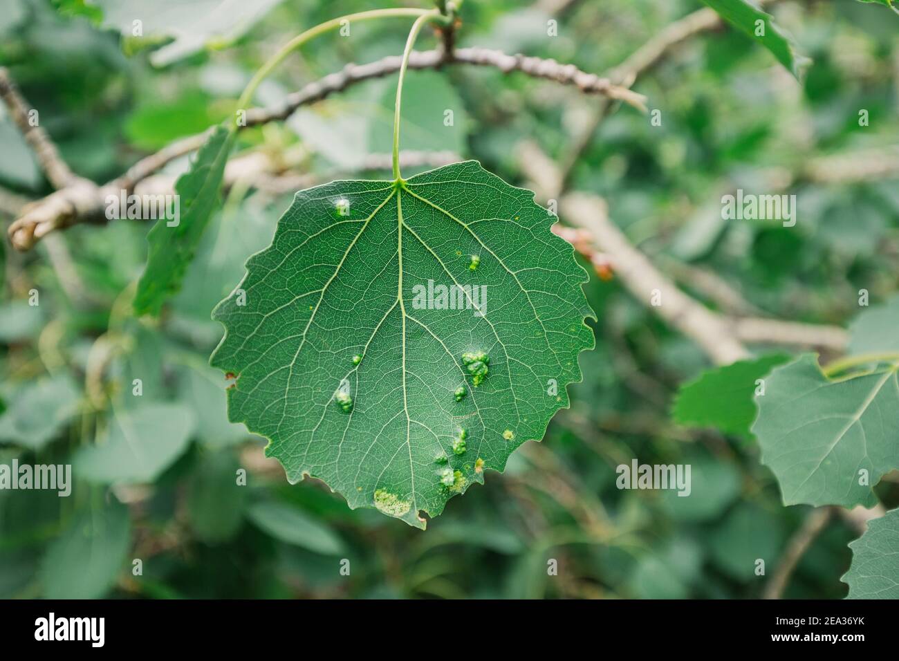 Alder tree leaf with neoplasms caused by diseases and parasites. Sick ...