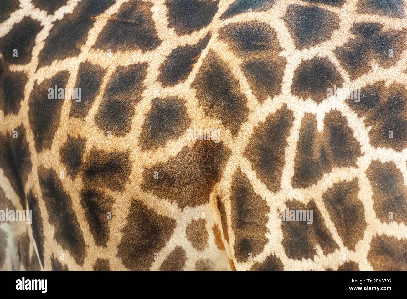 Animal skin background of the patterned fur texture on an African ...