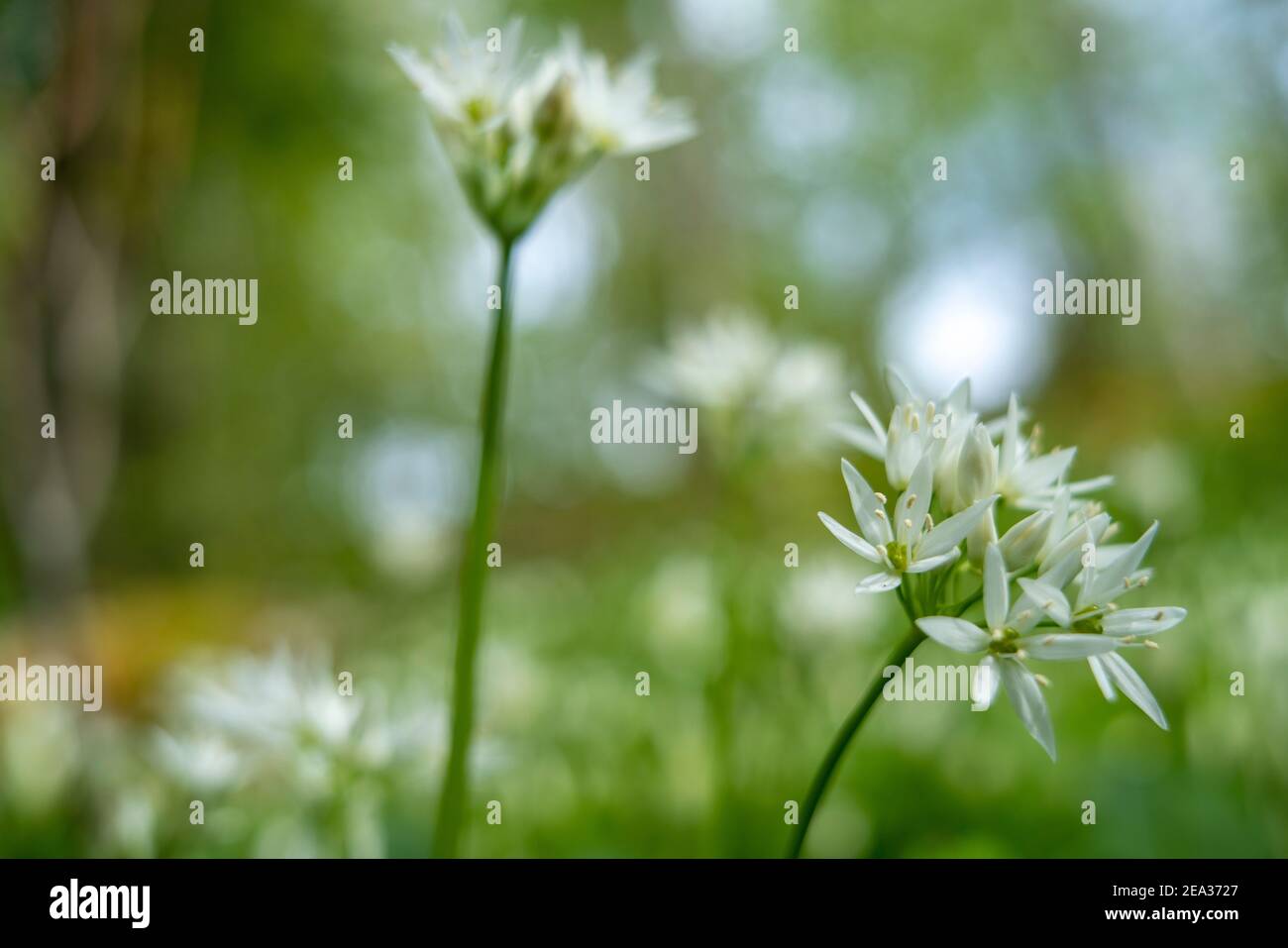 Fresh green wild garlic during hi-res stock photography and images - Alamy