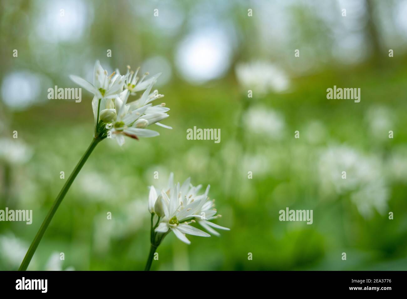 Closeup of flowering Wild Garlic during blossom Stock Photo - Alamy