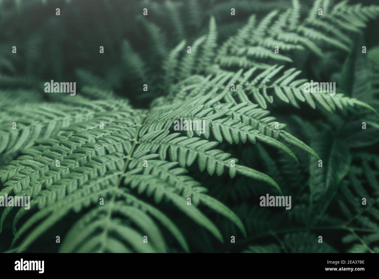 Abstract close-up view of a fern leaf. Concept of green virgin and ...