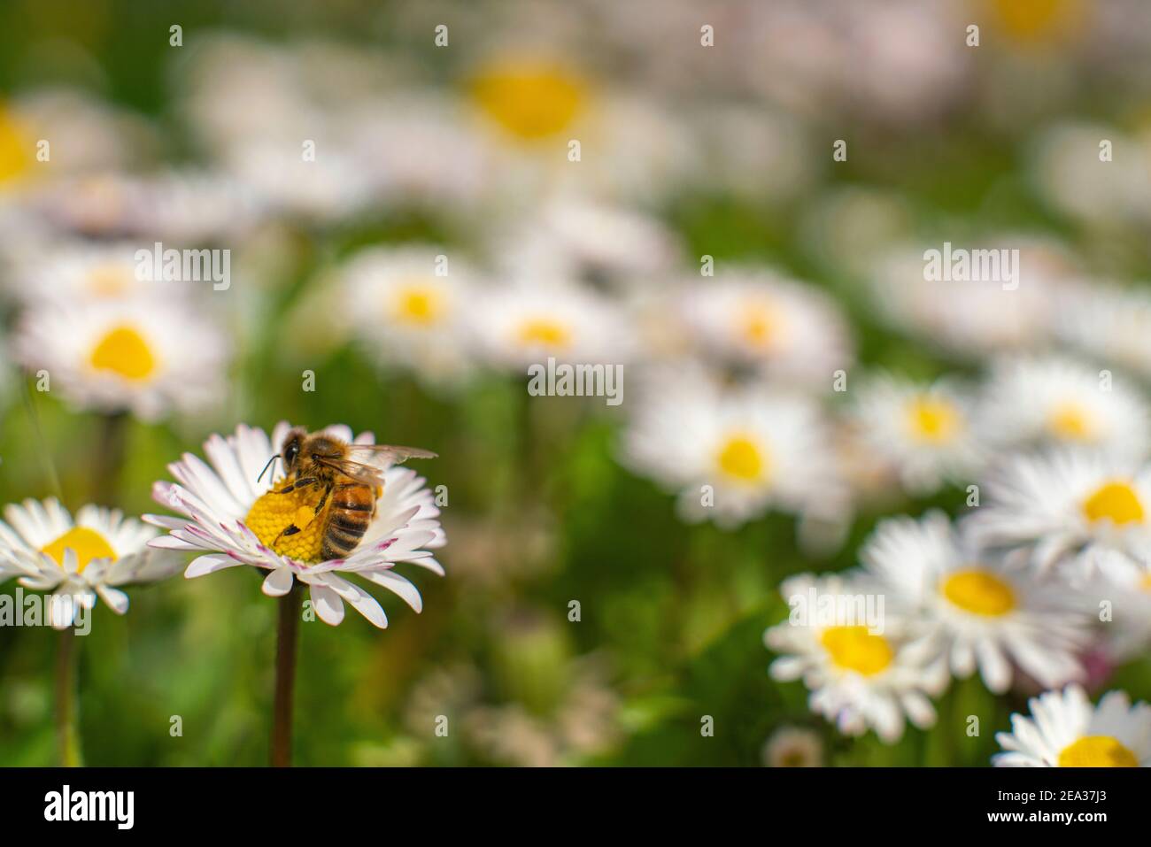 Honey Bee Springtime Scene pollinating White and Yellow Daisy Flowers ...