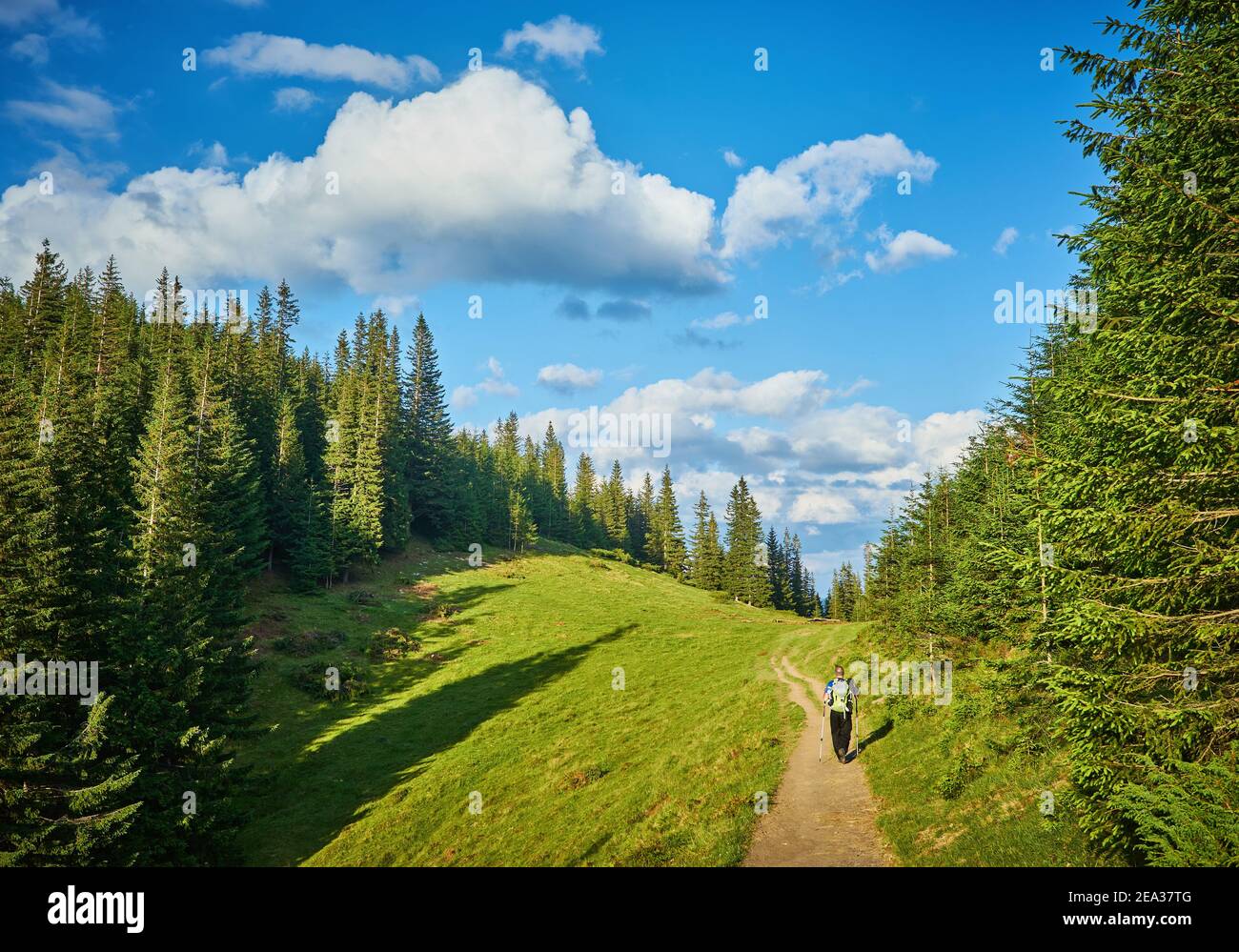 Eco-tourism rocky trail trough summer forest Stock Photo - Alamy