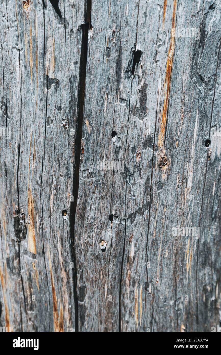 Texture of gray dead wood with cracks and furrows Stock Photo - Alamy