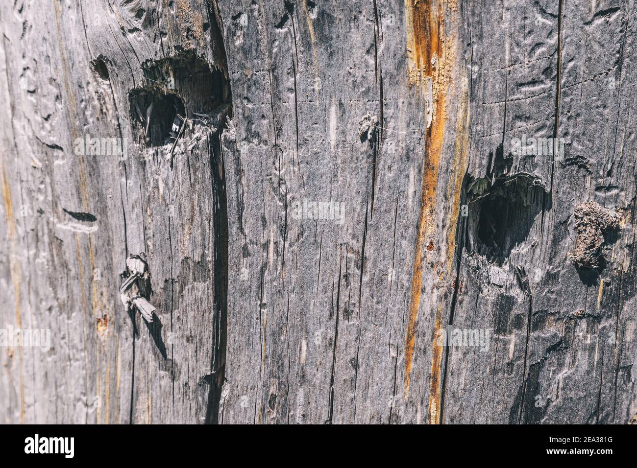 Texture of gray dead wood with cracks and furrows Stock Photo - Alamy