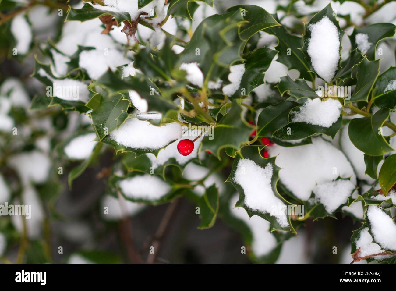 Common holly hi-res stock photography and images - Alamy