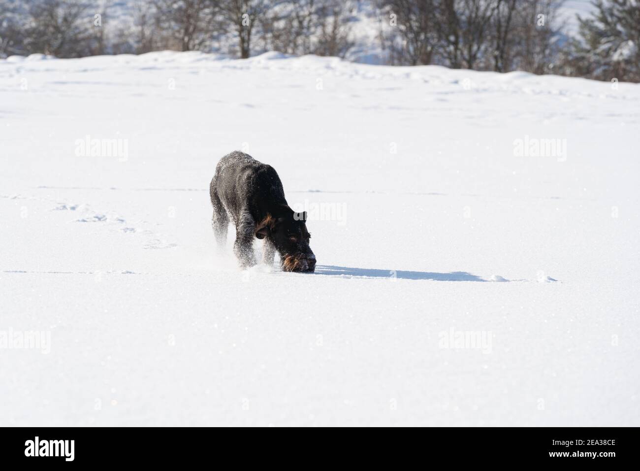 The dog sniffs the place where it is about to catch the trail of wild ...