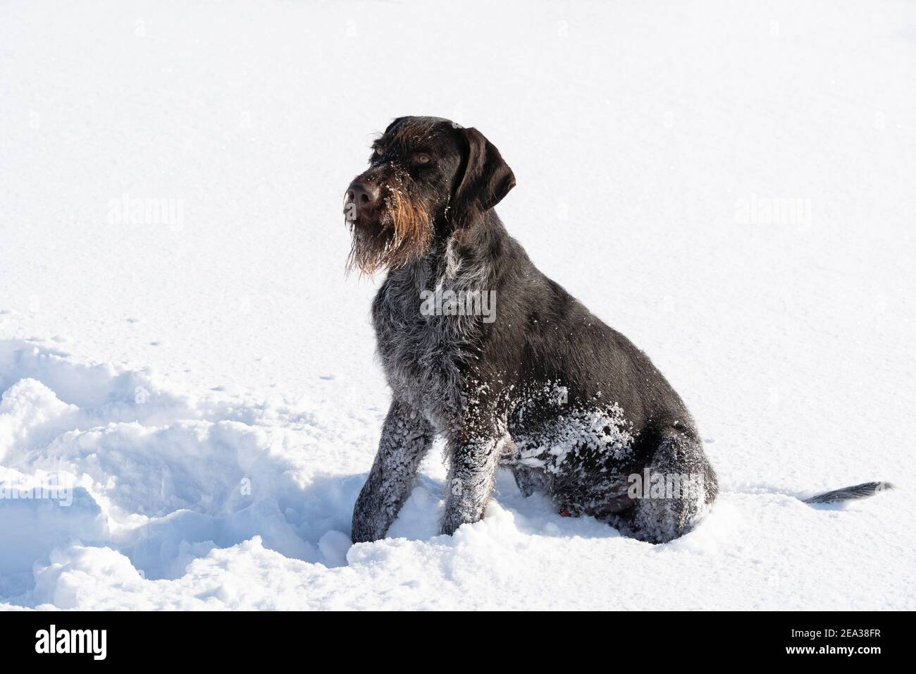 A large hunting dog is sitting and waiting for the next command. German ...