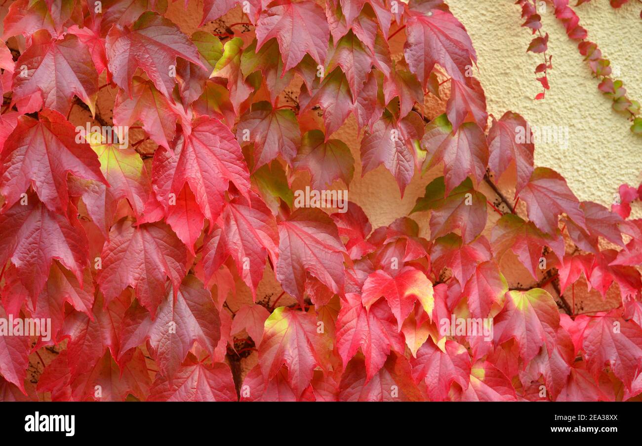 Red vine leaves on a house facade Stock Photo - Alamy
