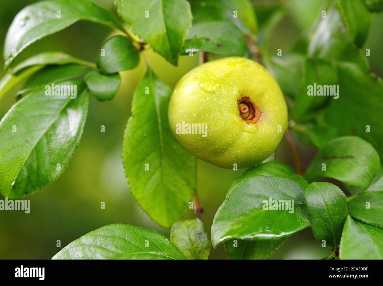 Close up quitte hi-res stock photography and images - Alamy
