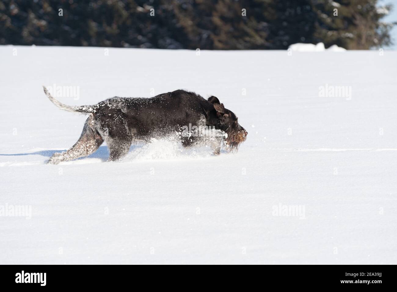 The dog sniffs the place where it is about to catch the trail of wild ...
