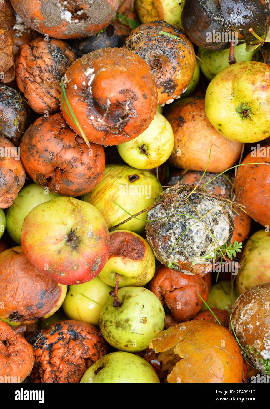 Pile of rotten apples in autumn Stock Photo - Alamy