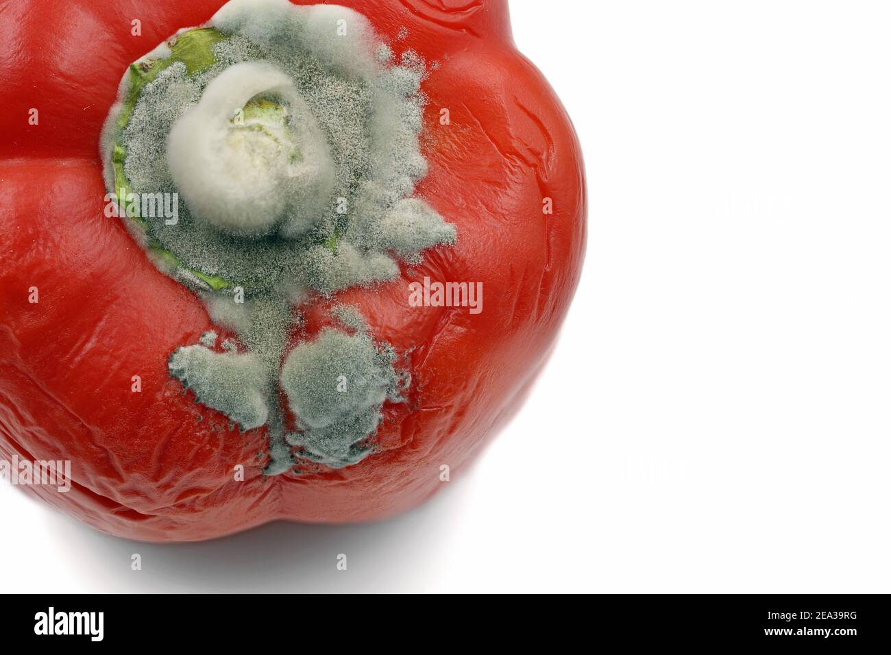 close up of rotten sweet red pepper with white fluffy mold isolated on ...