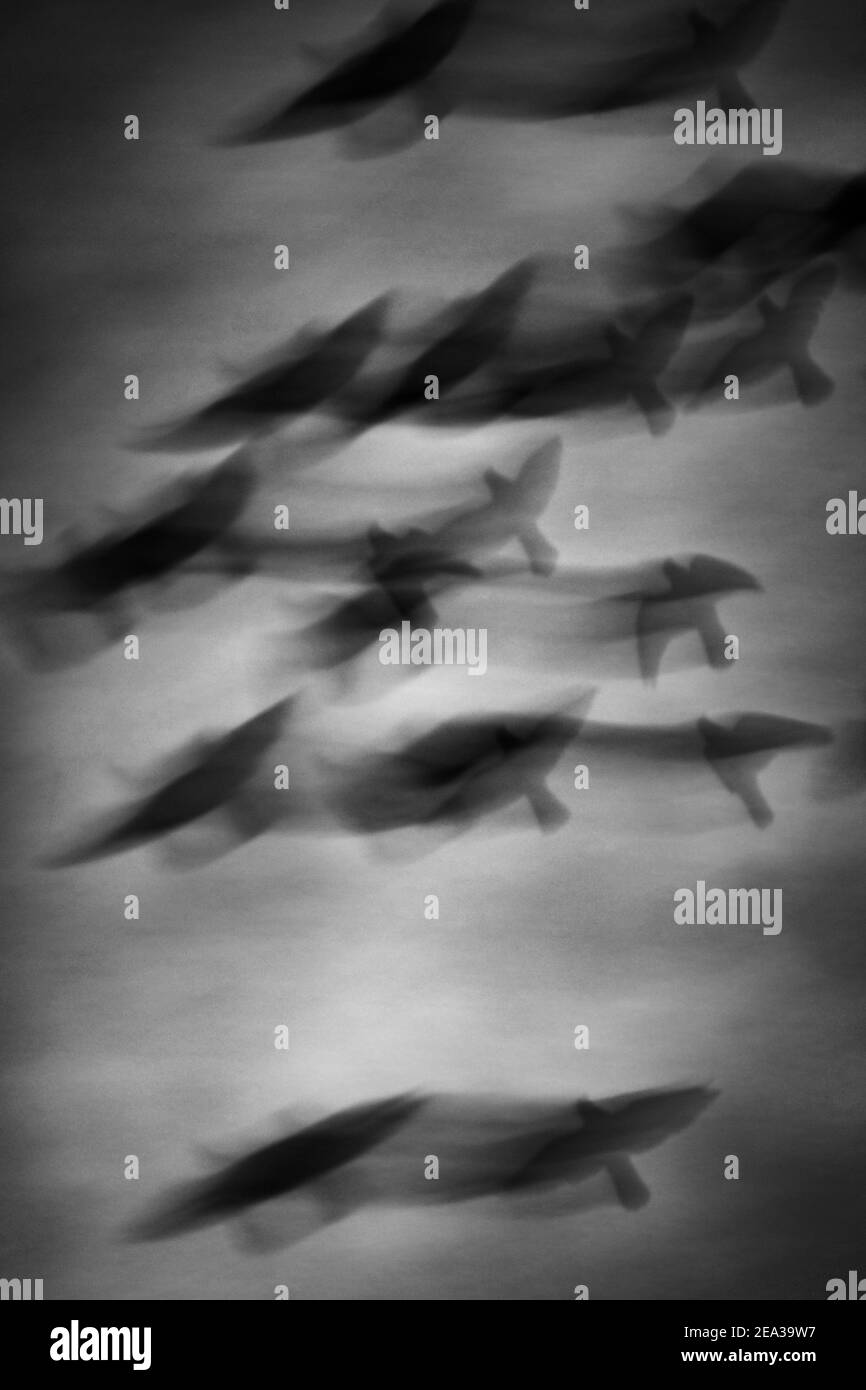 Images birds Black and White Stock Photos & Images - Alamy