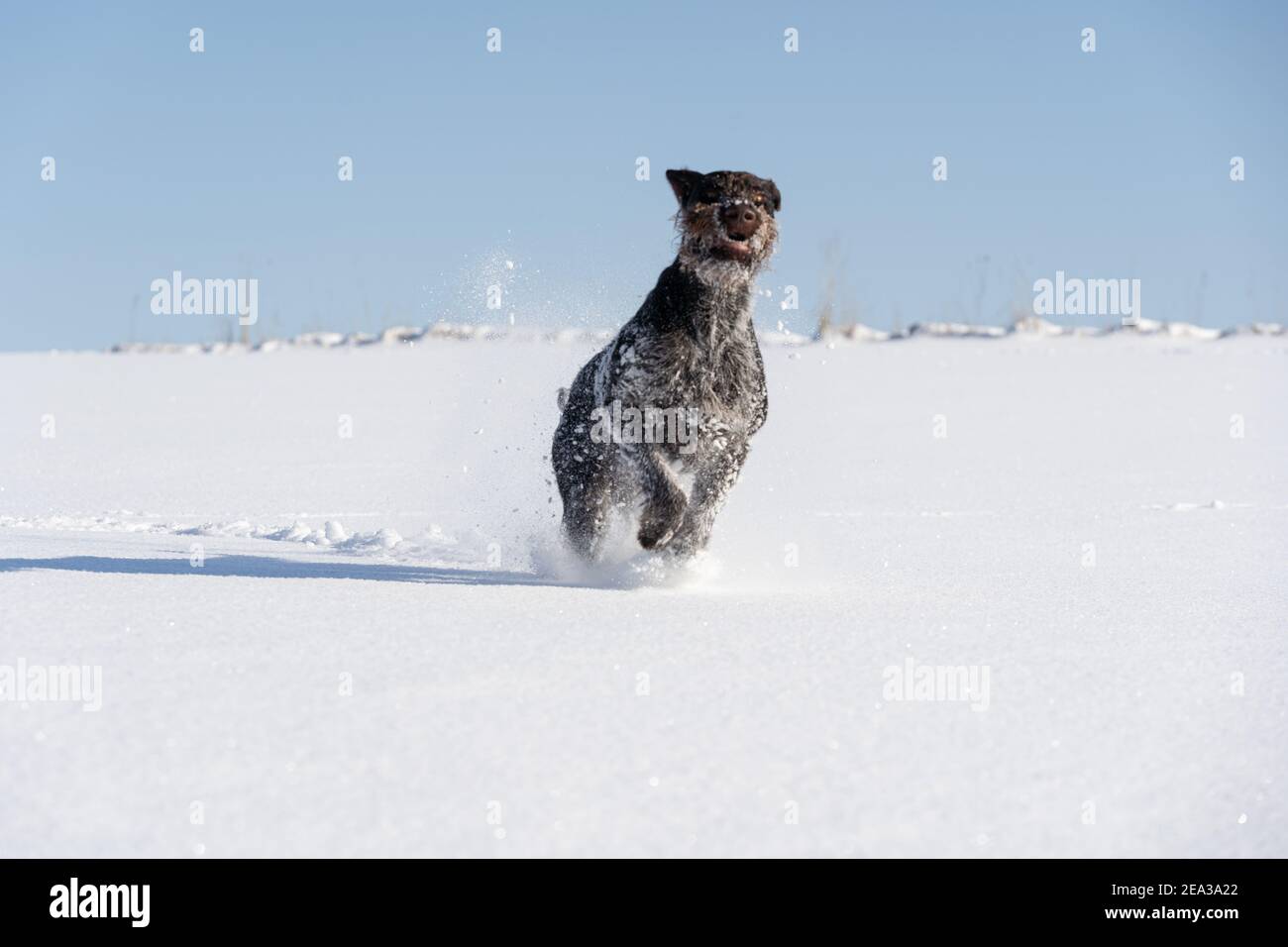 At the command given, the dog runs jumping on deep snow. German ...
