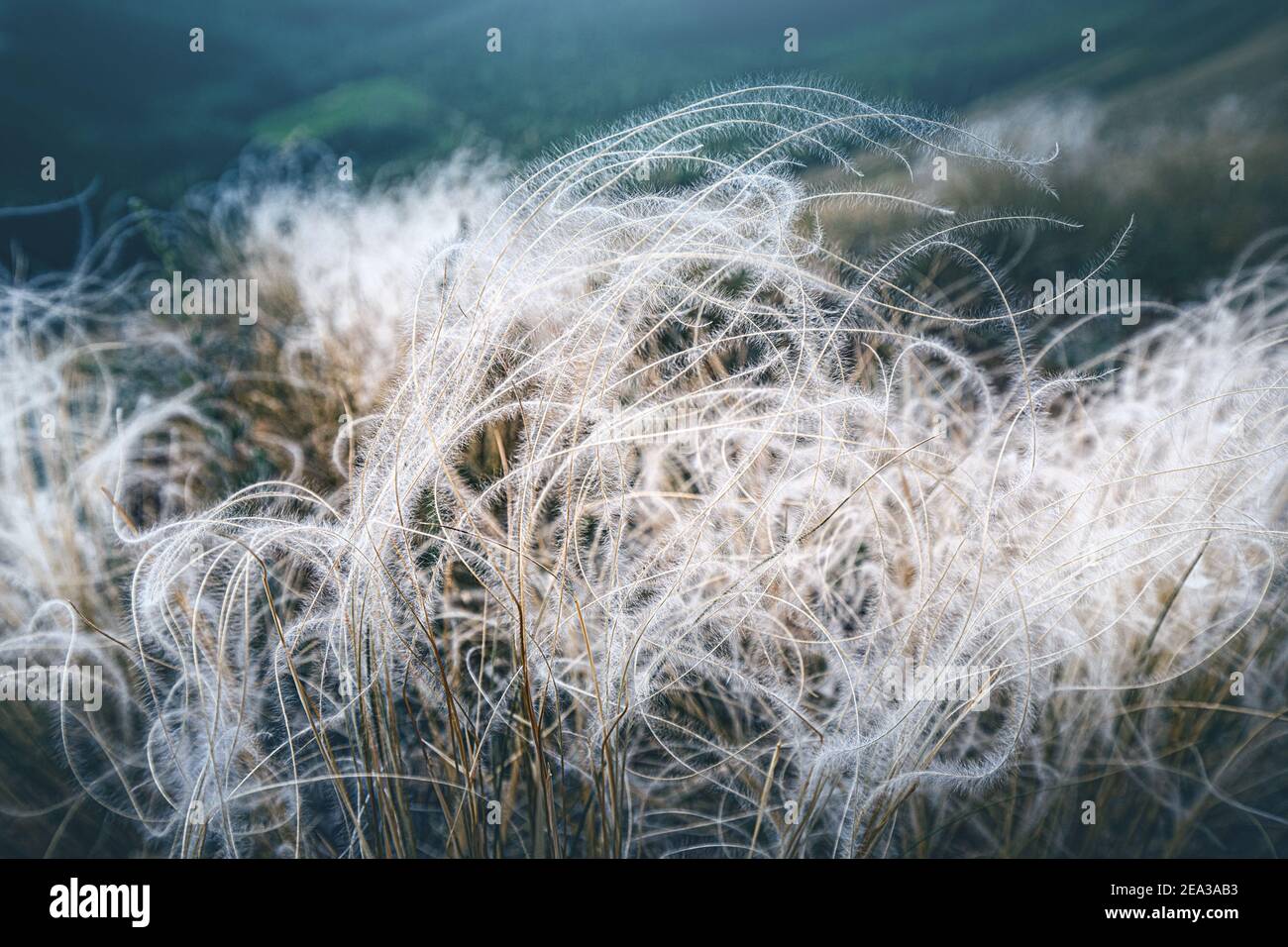 Dry steppes hi-res stock photography and images - Alamy