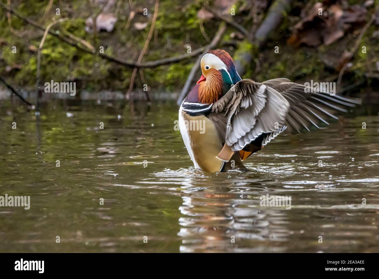 Maiting High Resolution Stock Photography and Images - Alamy