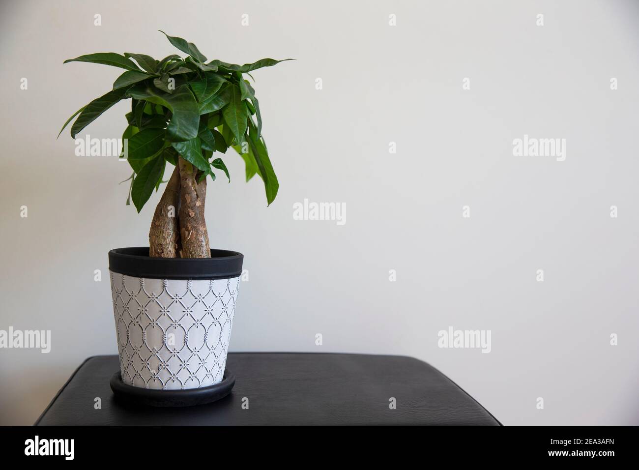 Braided trunk hi-res stock photography and images - Alamy