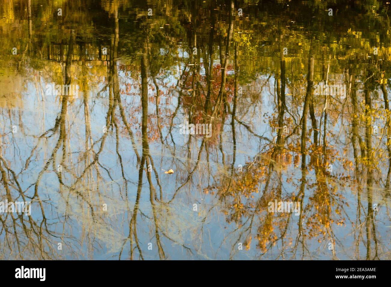 Reflections autumn trees in hi-res stock photography and images - Alamy