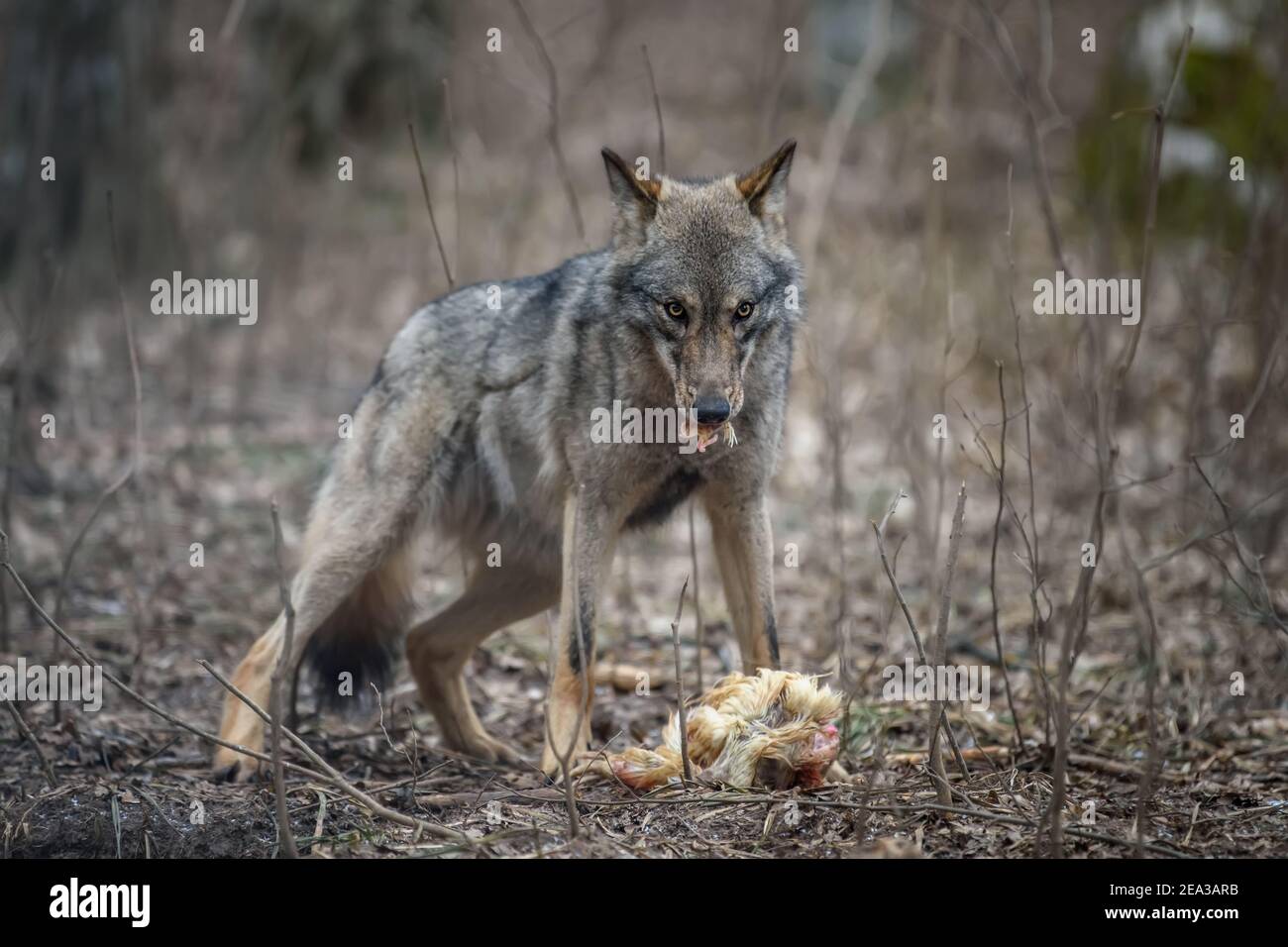 Close up wolf eat chicken in forest background. Animal in the nature ...