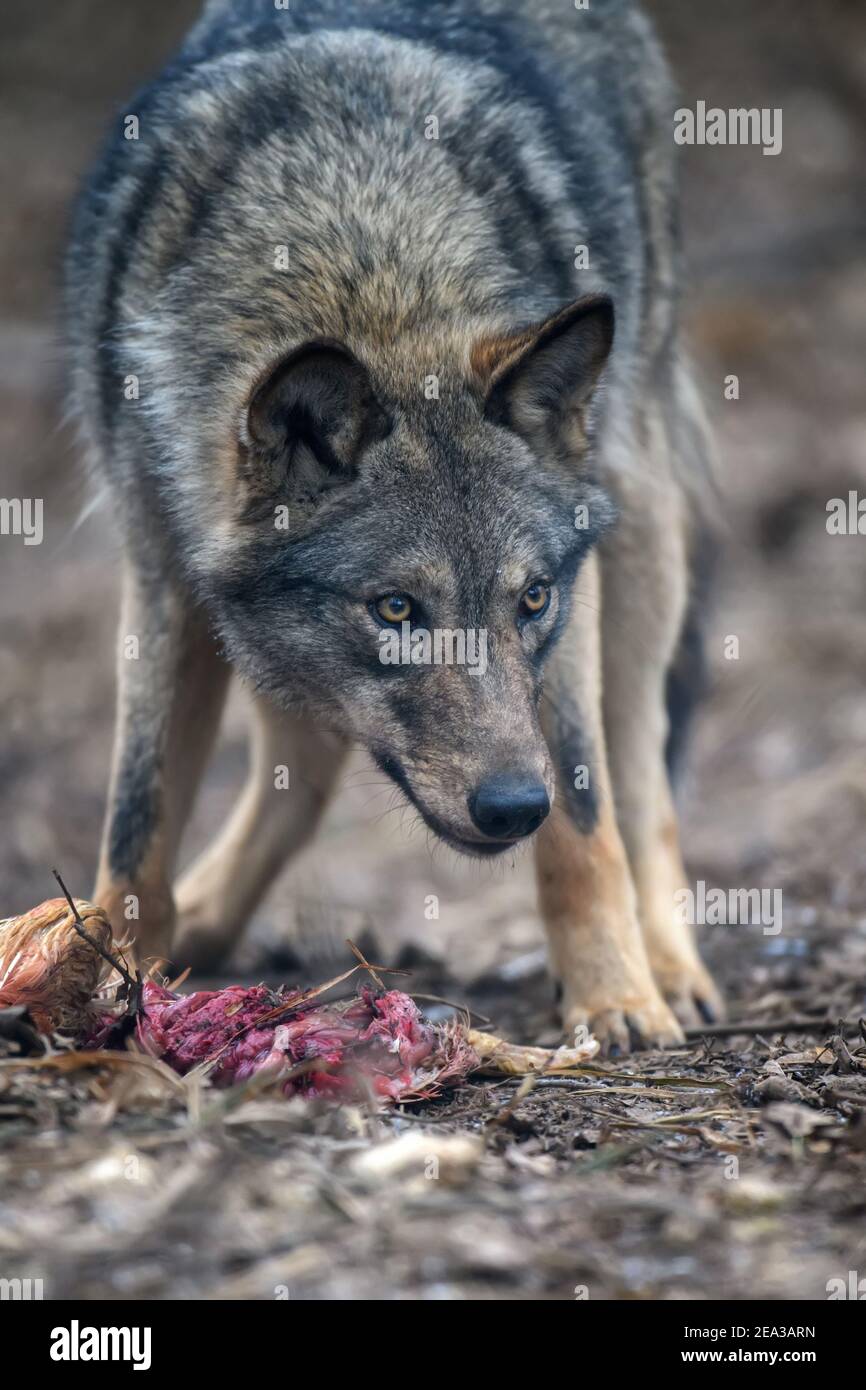 Close up wolf eat chicken in forest background. Animal in the nature ...