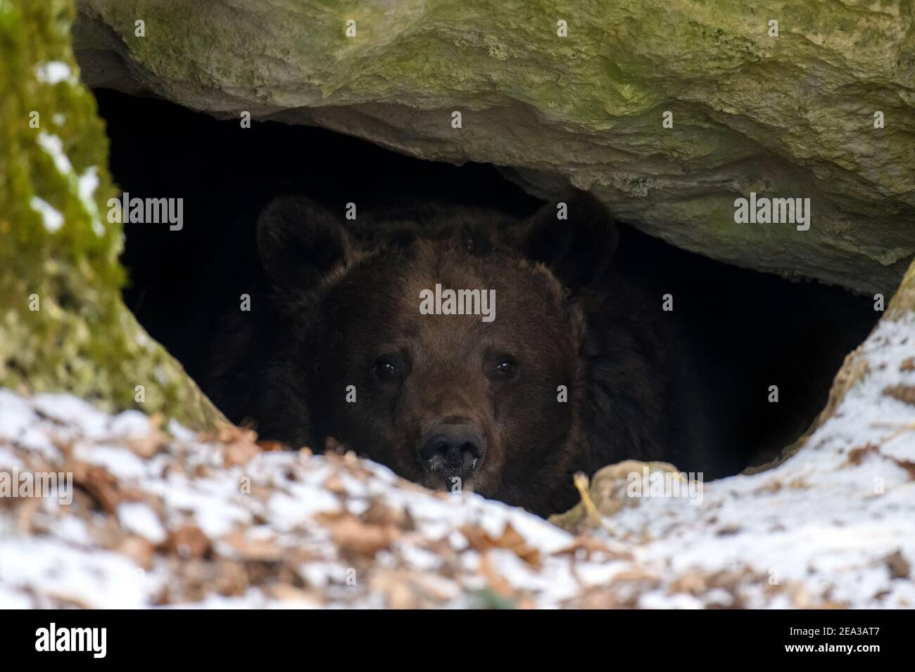 Bear Hibernating In Cave