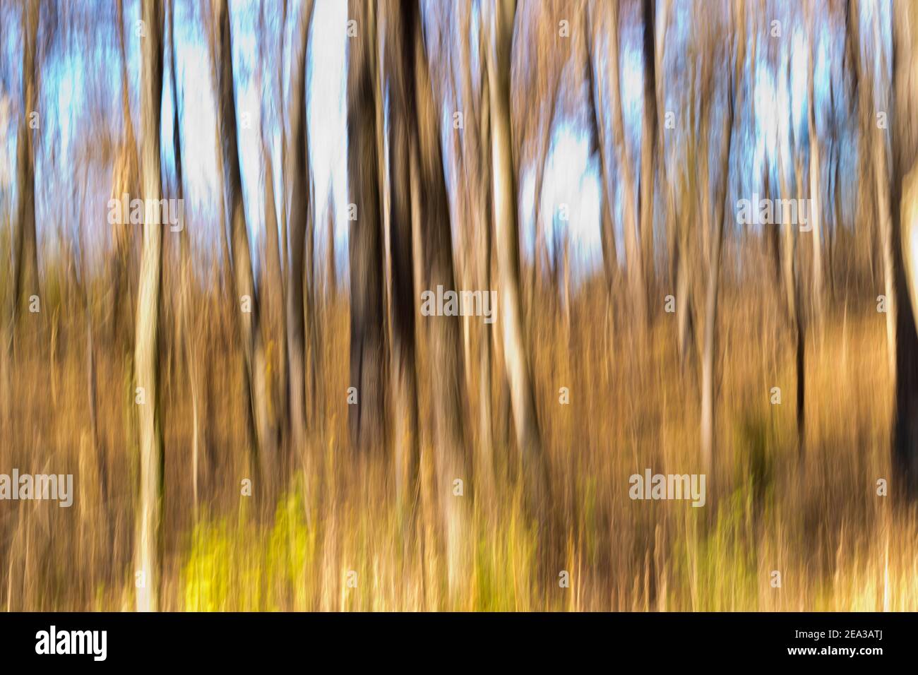 Abstract autumn forest hi-res stock photography and images - Alamy