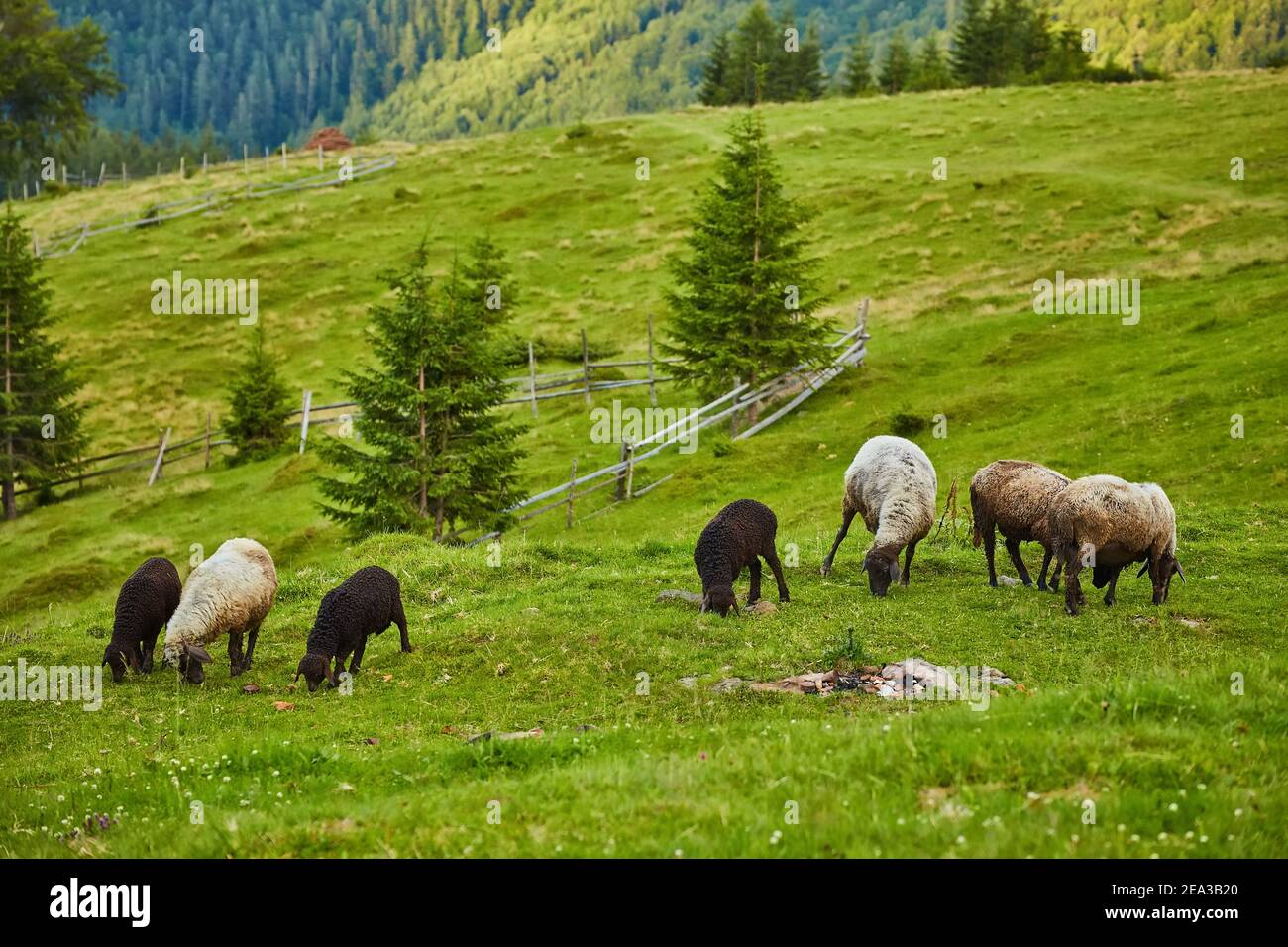 Sheep herds at alpine pastures in Retezat National Park, Carpathians ...