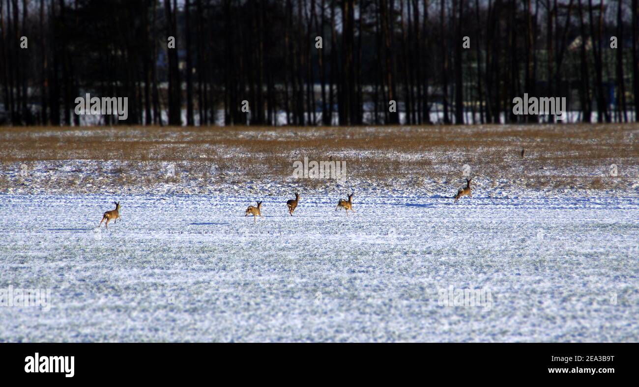 Animal winter field wild wildlife hi-res stock photography and images ...