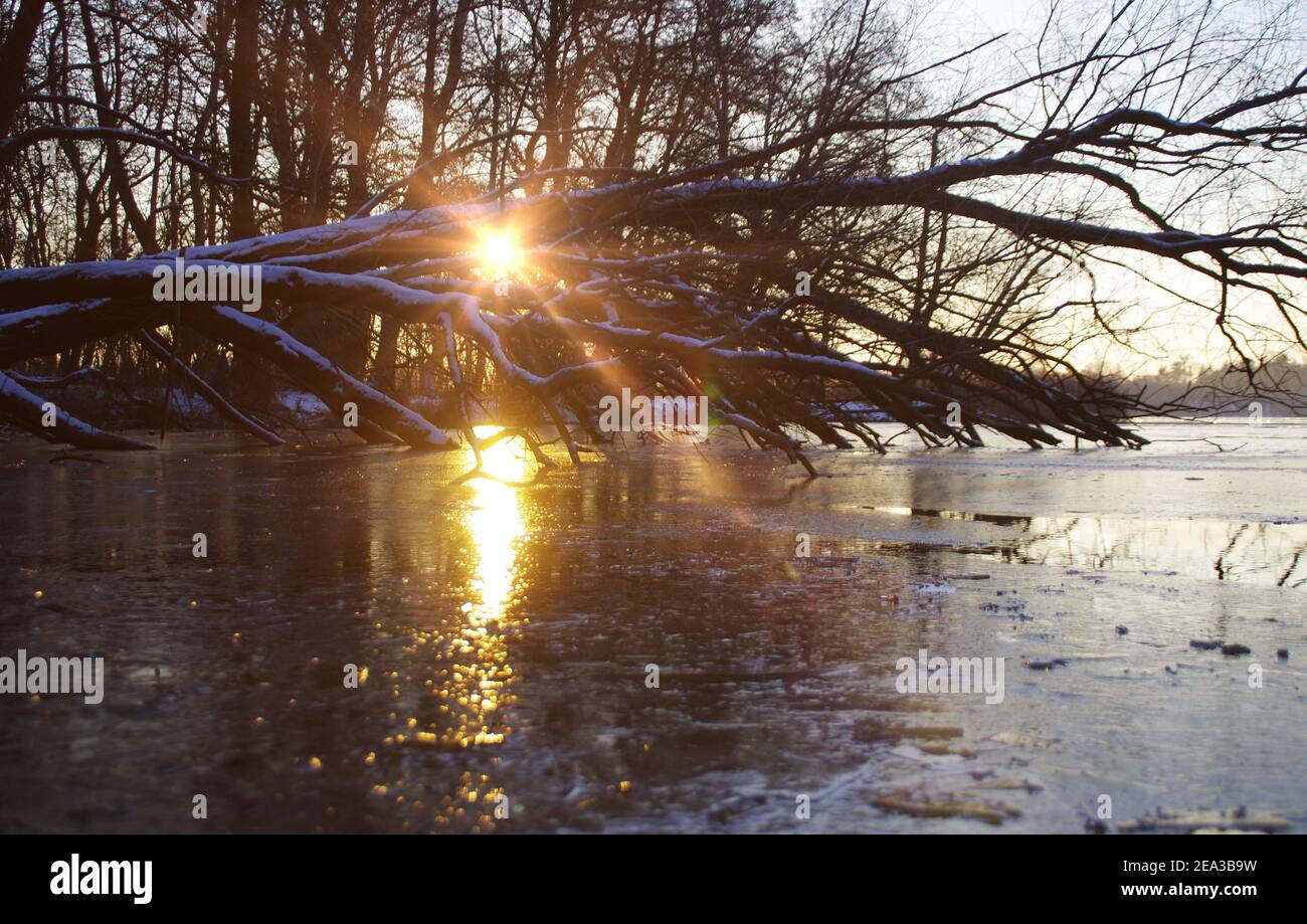 Winter sunset. Reflection of sunlight on ice. A fallen tree covered ...