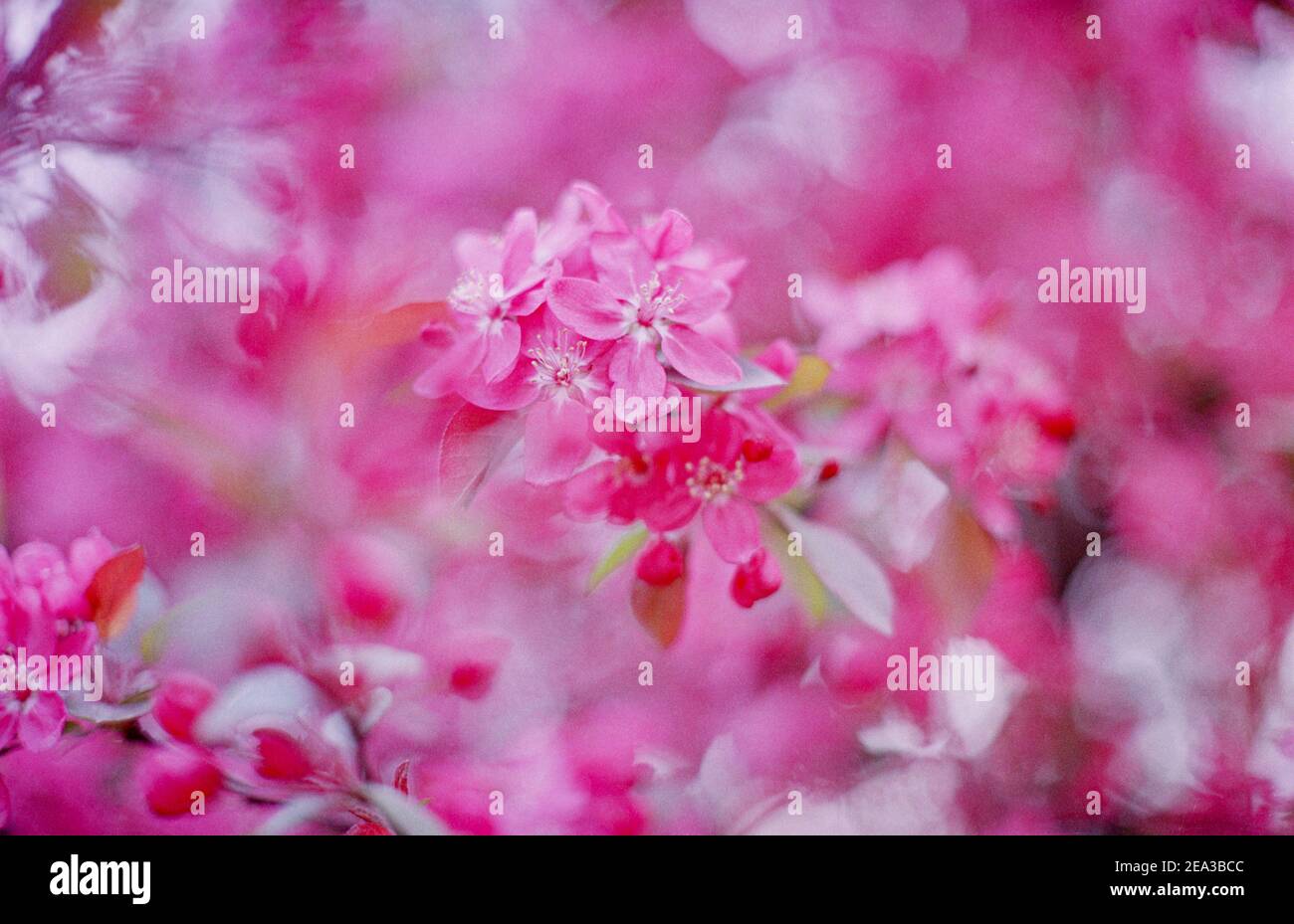Spring blossoming in Bosnia Stock Photo - Alamy