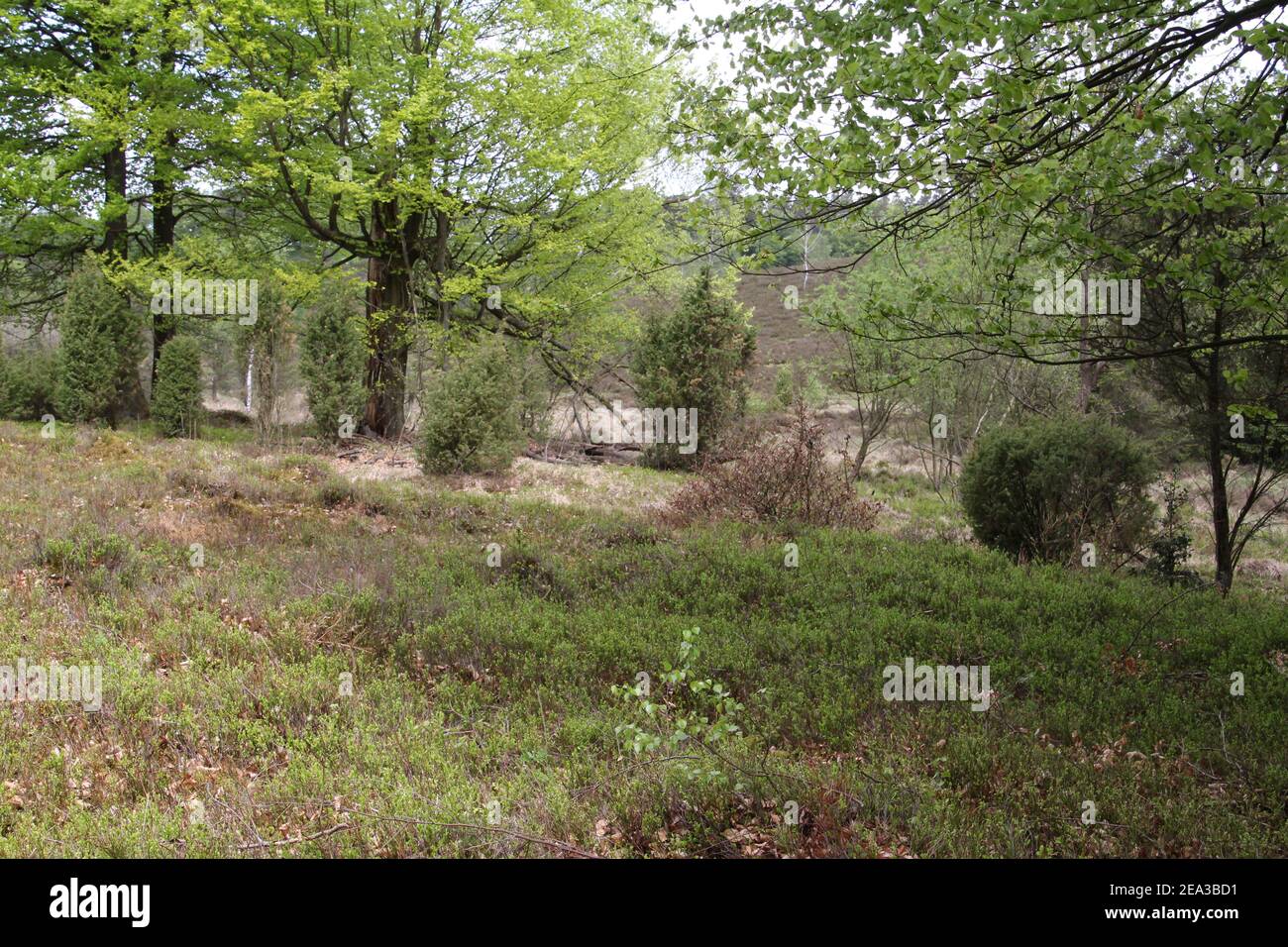 Impressionen aus der Lüneburger Heide Stock Photo - Alamy