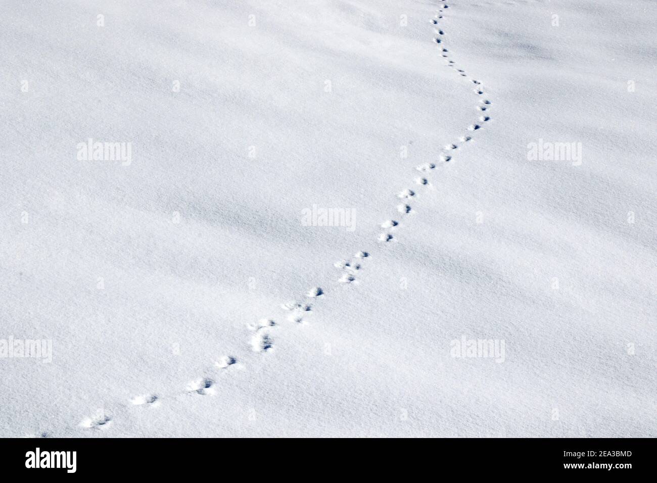 Snow background, snow texture and pattern wallpaper, white color Stock ...
