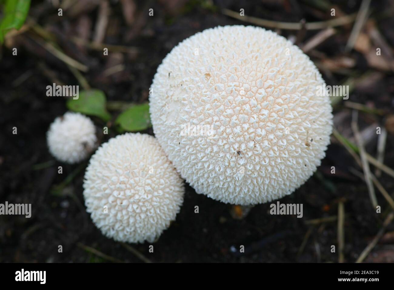 Lycoperdon pratense, also called Vascellum pratense, commonly known as ...