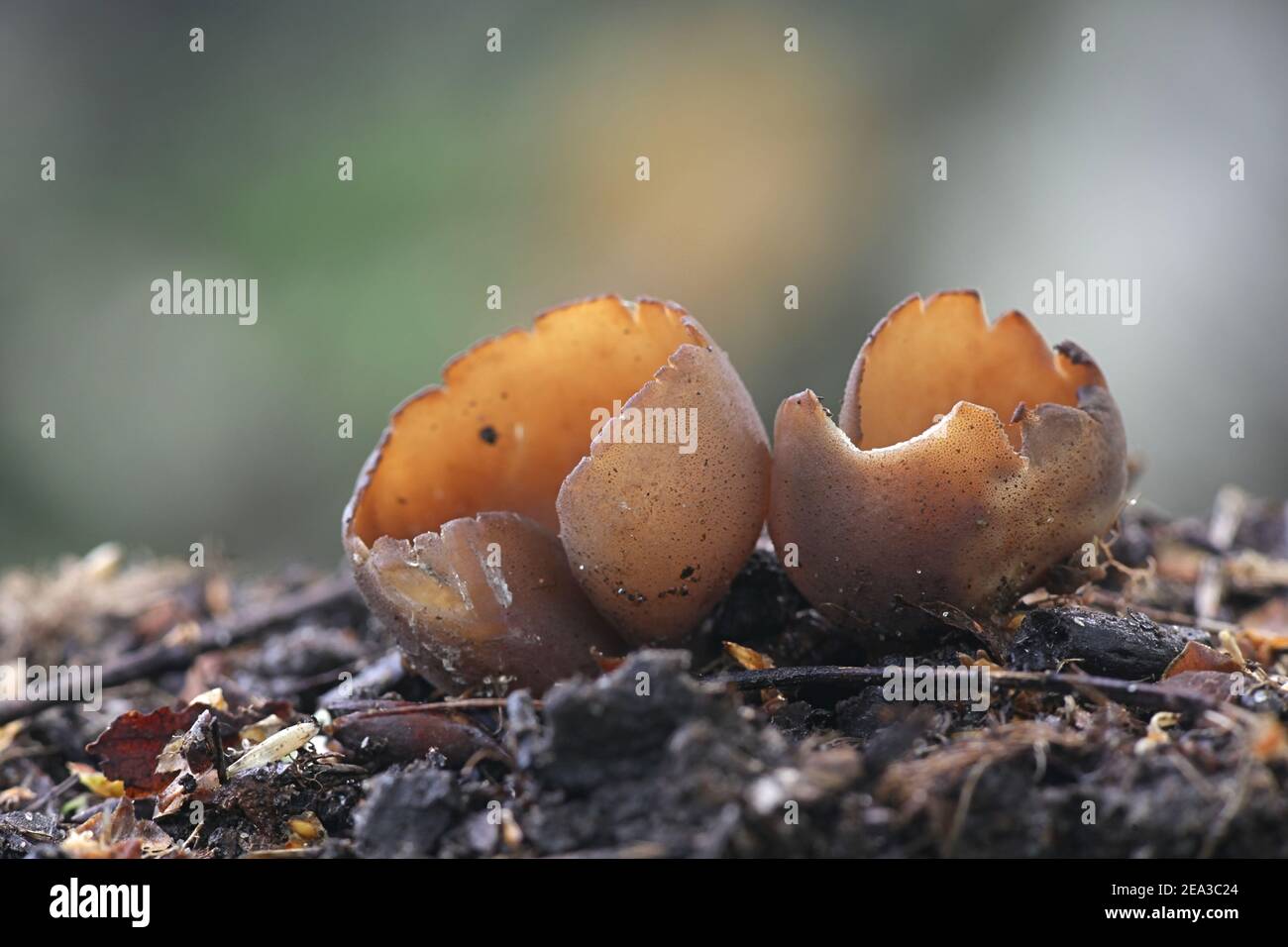 Rabbit ear fungus hi-res stock photography and images - Alamy