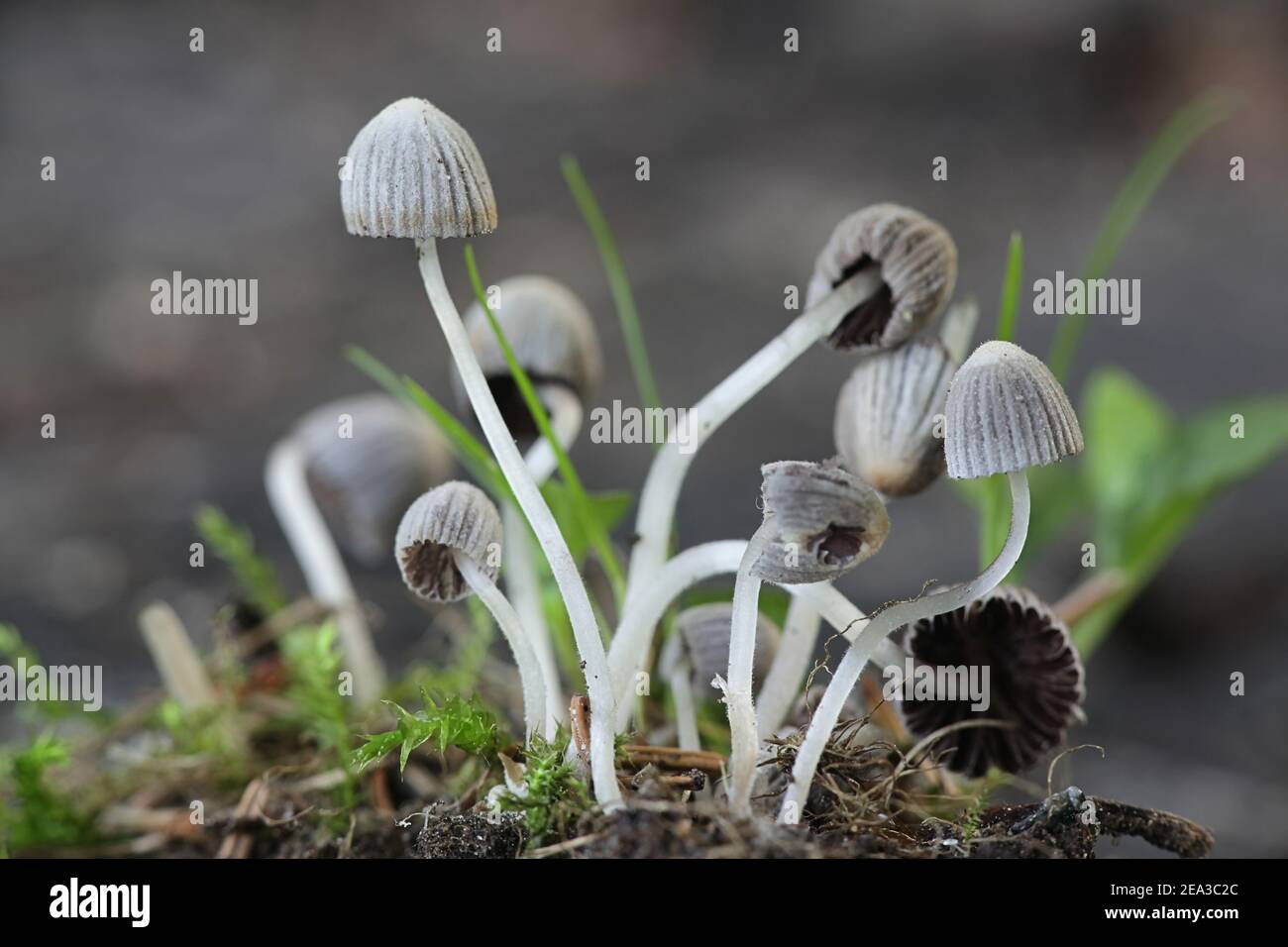 Fairy inkcap, Coprinellus disseminatus, also known as trooping crumble ...
