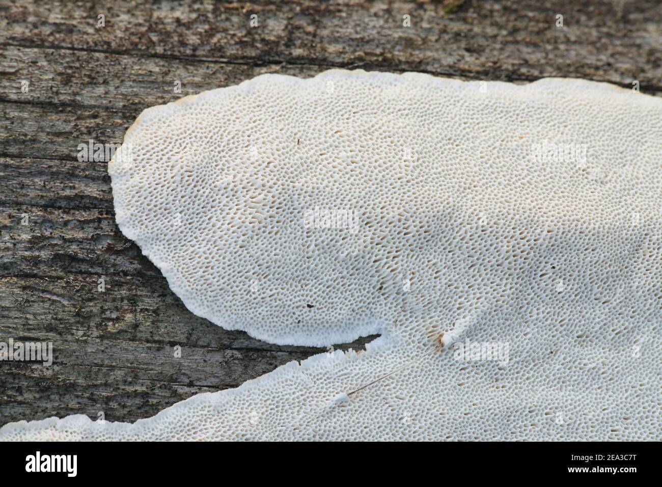 Antrodia serialis hi-res stock photography and images - Alamy