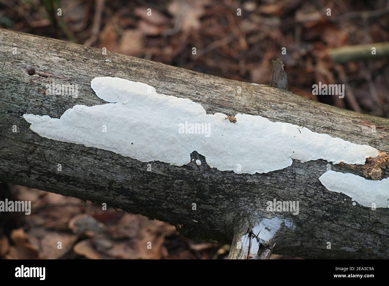 Antrodia serialis, known as serried crust, wild polypore fungus from ...