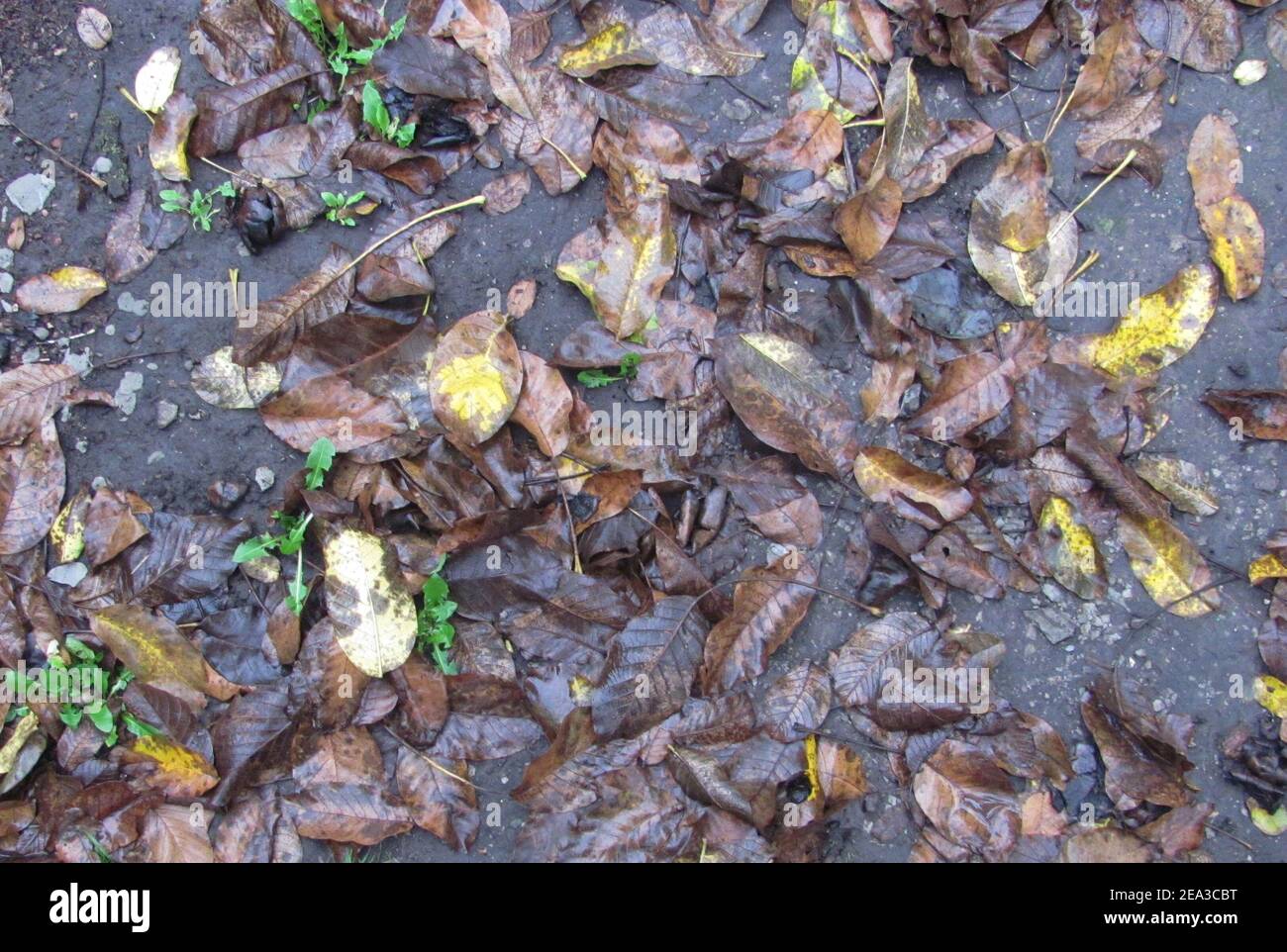 wet fallen leaves lie on the ground - autumn background Stock Photo - Alamy