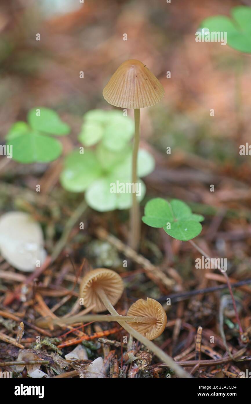 Conocybe sp hi-res stock photography and images - Alamy
