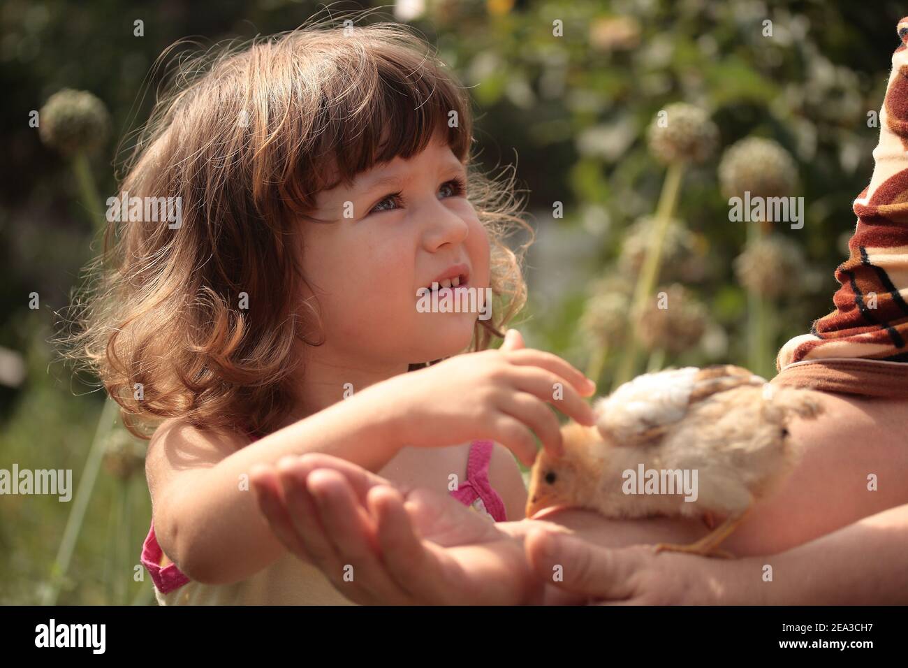 Girl playing with chicken Stock Photo - Alamy